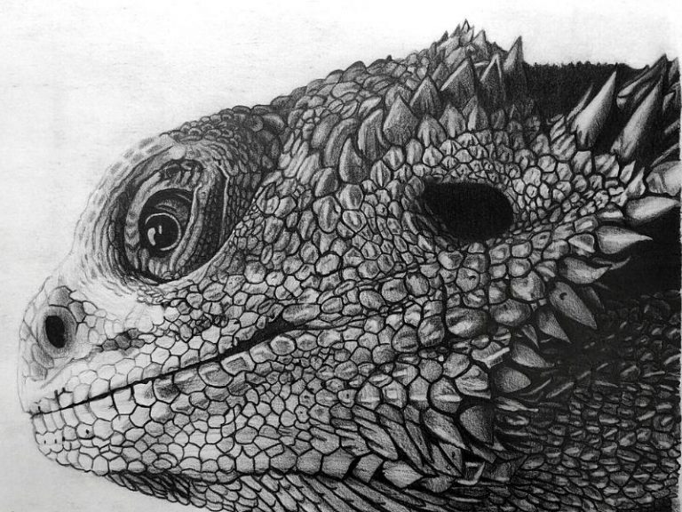 Állat Rajz Workshop a Művészházban