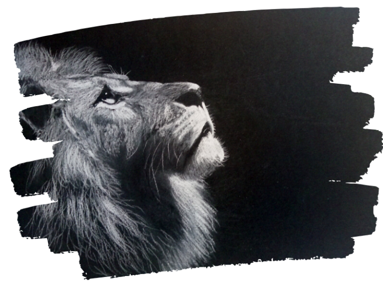 Fa rajz a levelektől a termésekig Online Rajz