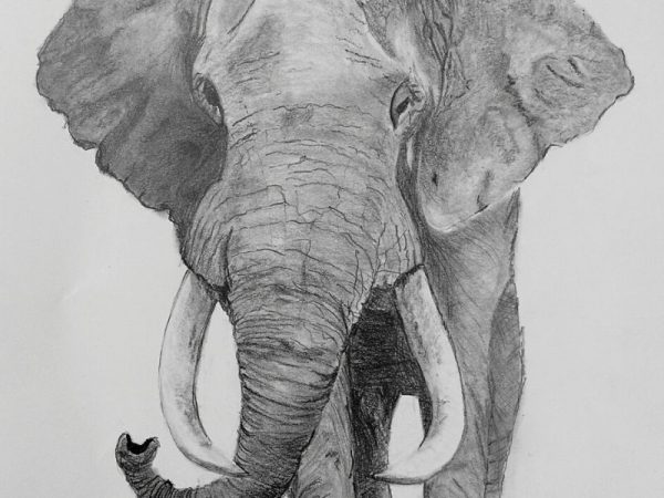 Állat rajz online: Rajzold meg kedvenced kényelmesen otthonról