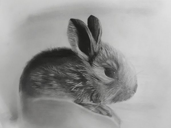 Állat Rajz Workshop a Művészházban