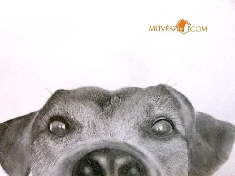 Állat rajz online: Rajzold meg kedvenced kényelmesen otthonról