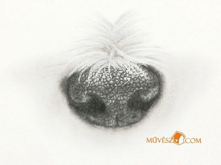 Állat rajz online: Rajzold meg kedvenced kényelmesen otthonról