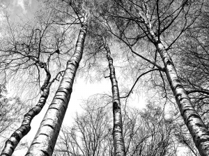 Fa rajz a levelektől a termésekig Online Rajz