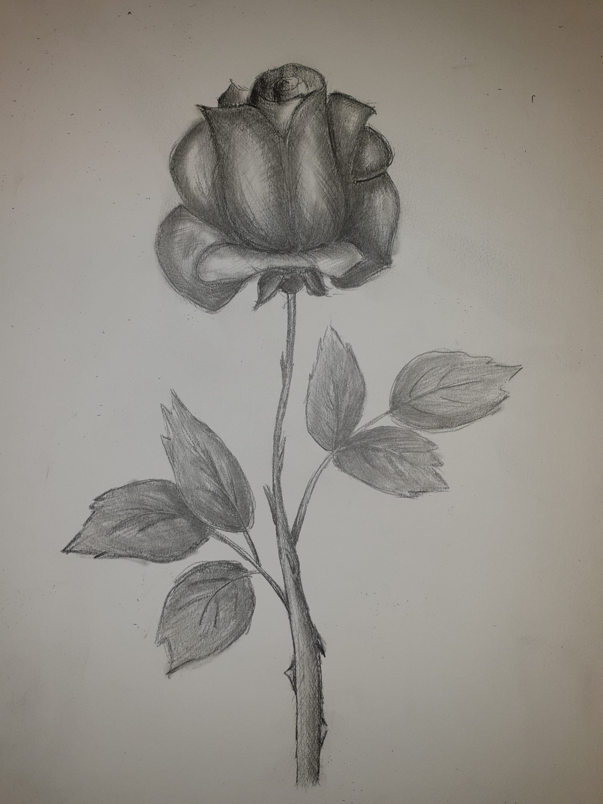 Rózsa - Rajzverseny