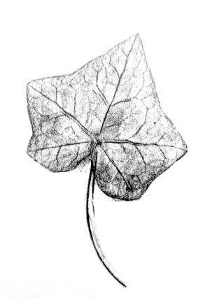 Levél rajz - Művészház.com – jobb agyféltekés rajztanfolyam, jobb ...